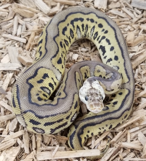 Pastel Mahogany Leopard Clown Ball Python by Tactical Morphs