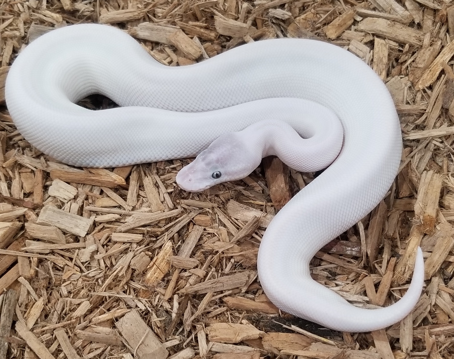 Super Mojave 66% Monsoon 50% Lav Albino Ball Python by Tactical Morphs ...