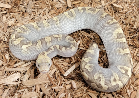 Pastel GHI Mojave Clown Ball Python by Tactical Morphs