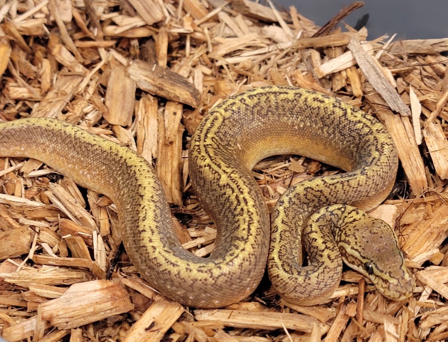 Mojave Spider Monsoon Ball Python by Tactical Morphs - MorphMarket