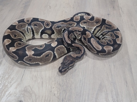 Black Axanthic Ball Python by Tactical Morphs