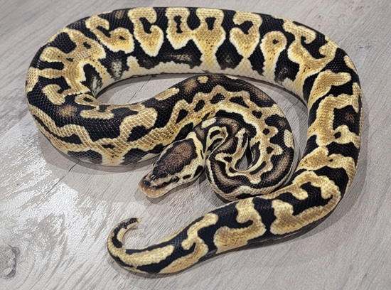 Pastel Puzzle Ball Python by Tactical Morphs