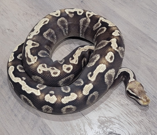 Ghi Mojave Pastel DG Ball Python by Tactical Morphs