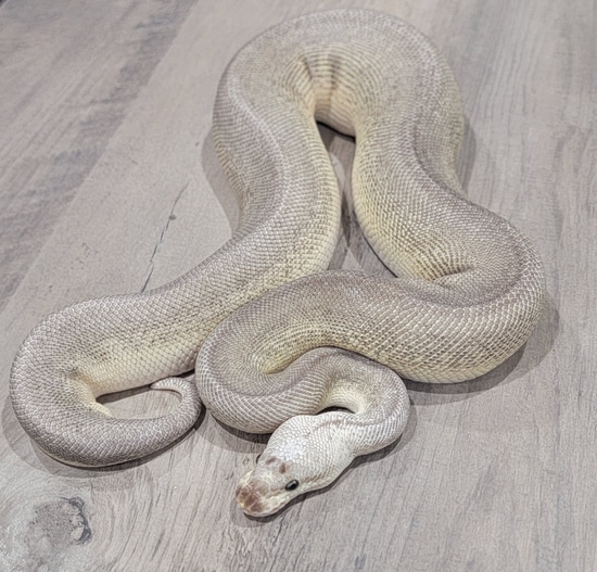 Super Pastel Leopard Mahogany Cinny Het Clown Ball Python by Tactical Morphs