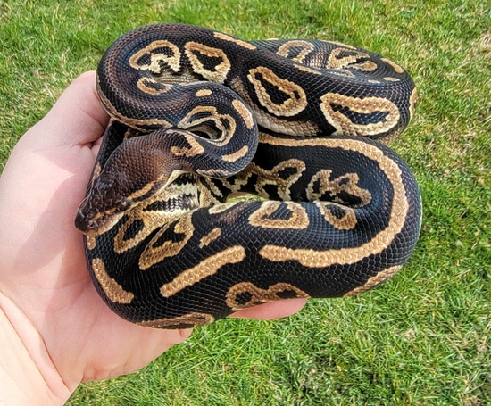 Blackhead HRA Het Clown Ball Python by Tactical Morphs
