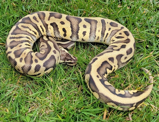 Pastel Leopard YB Het DG Ball Python by Tactical Morphs
