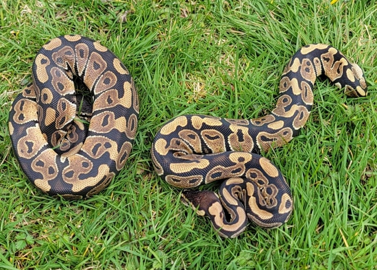 1.1 Pair DH Black Axanthic Puzzle Ball Python by Tactical Morphs