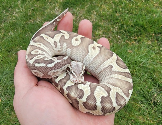 Ghi Pastel Lesser Het Tri Stripe PH Hypo Ball Python by Tactical Morphs