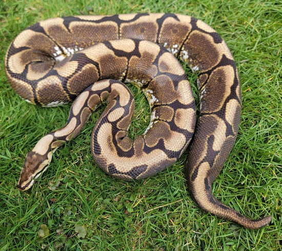 Spider Het DG Ball Python by Tactical Morphs