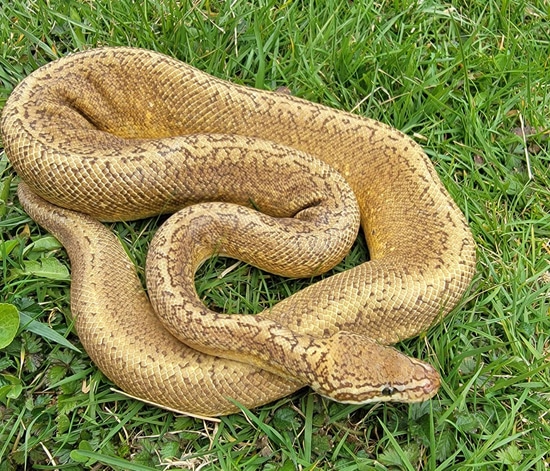 Mojave Spider Monsoon Ball Python by Tactical Morphs
