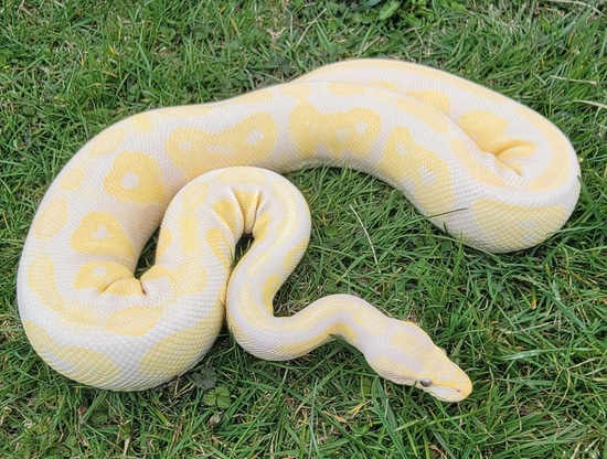 Black Pastel Lavender Albino Ball Python by Tactical Morphs
