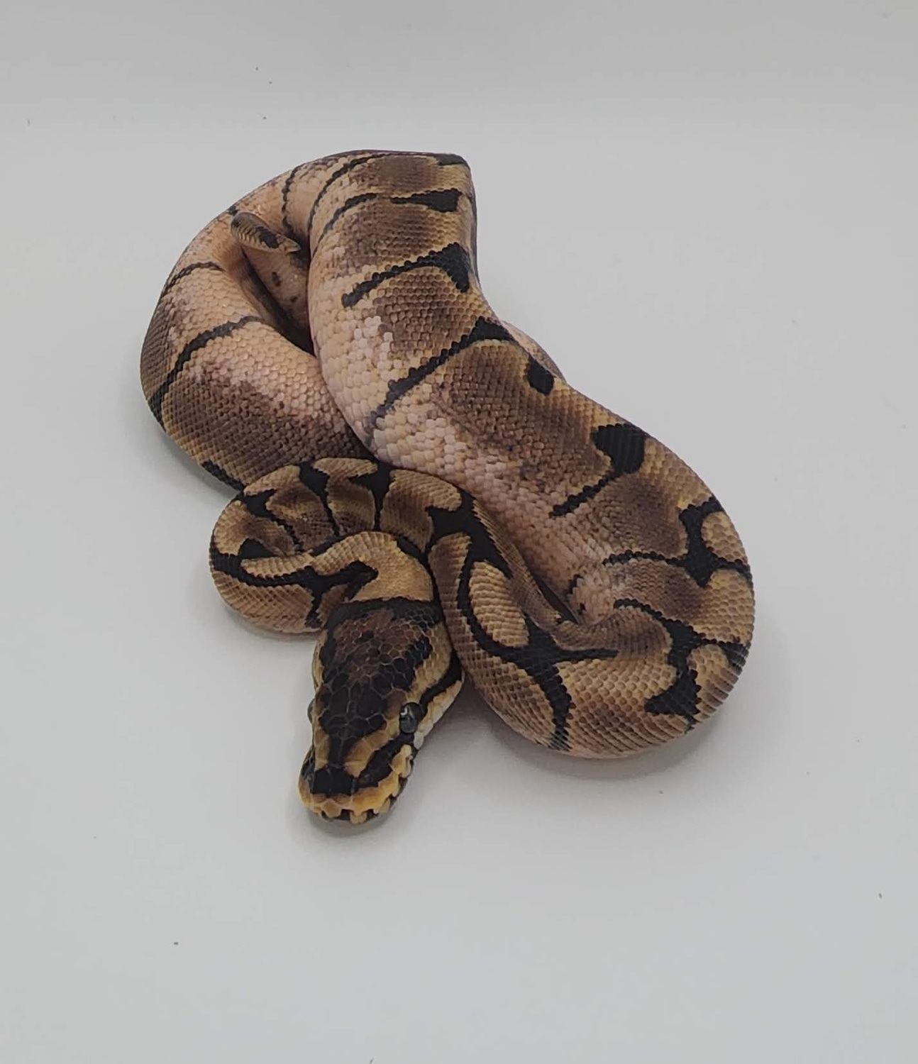 Spider Ball Python by Morphed Hobby Reptiles - MorphMarket