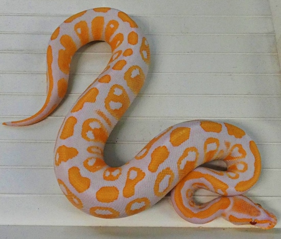 Blackhead Lavender Albino Ball Python by Captive Bred Excellence