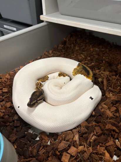 Yb Pied Het Lav Ball Python by Captive Bred Excellence