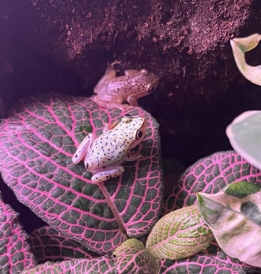 Blue Back Reed Frogs Heterixalus Madagascariensis, Captive Bred by ...