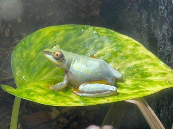 Sexed Female Blue Back Reed Frog H. Madagascariensis by Tadpole Tinktures