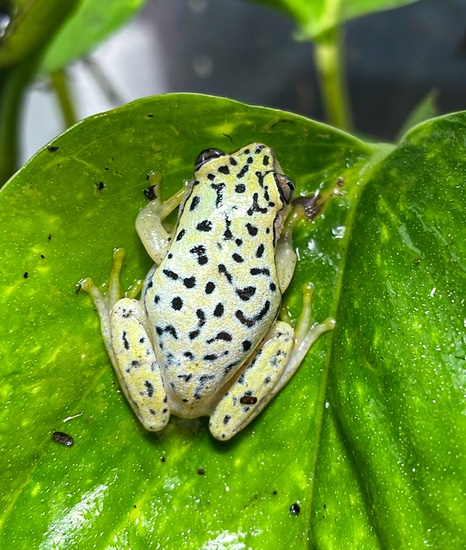 Blue Back Reed Frog CB by Tadpole Tinktures