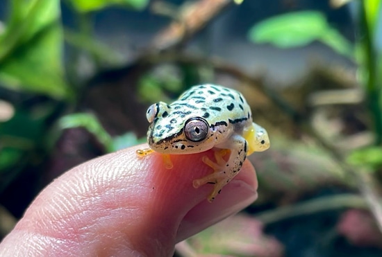 Blue Back Reed Frogs Unsexed by Tadpole Tinktures