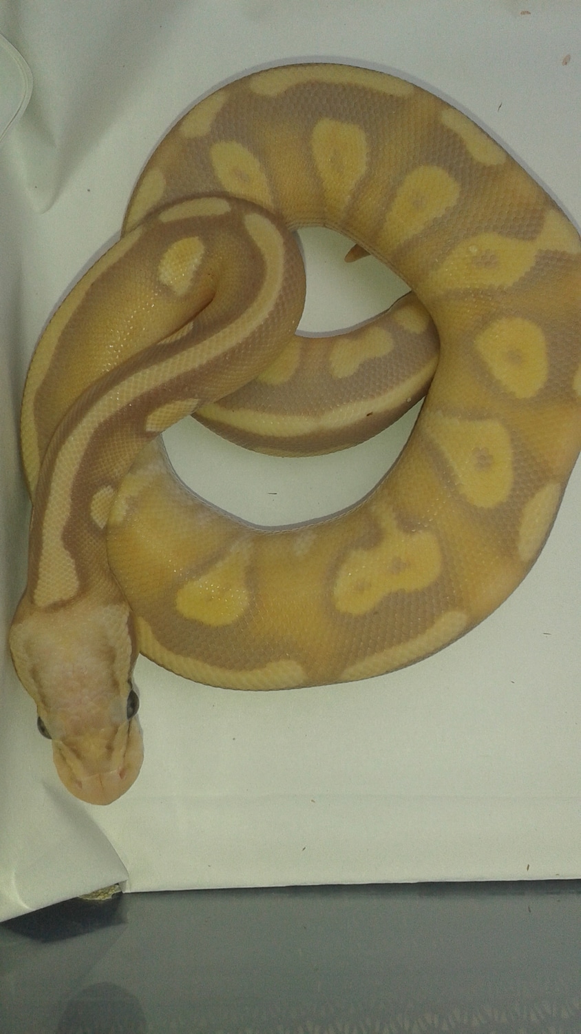 Pastave Banana Ball Python by TG - MorphMarket