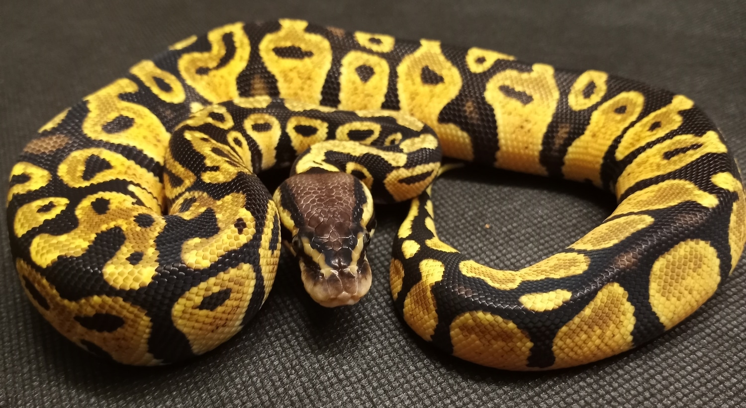 Pastel Ball Python by Tag's Pythons - MorphMarket