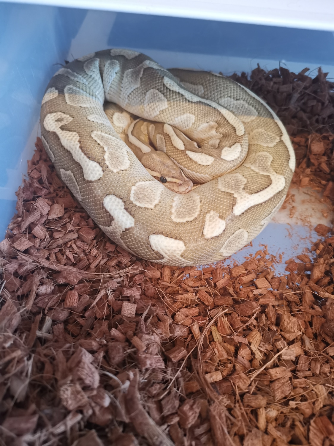 Nuclear Ball Python by ST Royals - MorphMarket