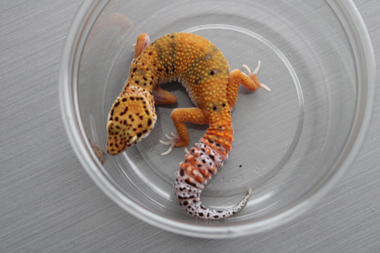 Tangerine Eclipse Leopard Gecko by B&M Gecko - MorphMarket