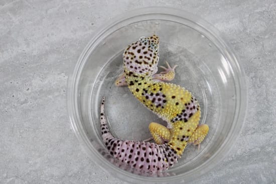 Super Giant X Montanus Leopard Gecko by B&M Gecko