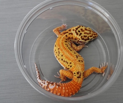 Clown Leopard Gecko by B&M Gecko - MorphMarket