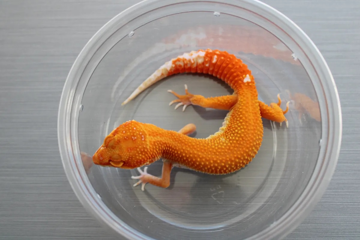 Red Diamond Cross Leopard Gecko by B&M Gecko - MorphMarket USA