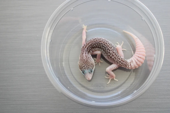 Pied Galaxy Leopard Gecko by B&M Gecko