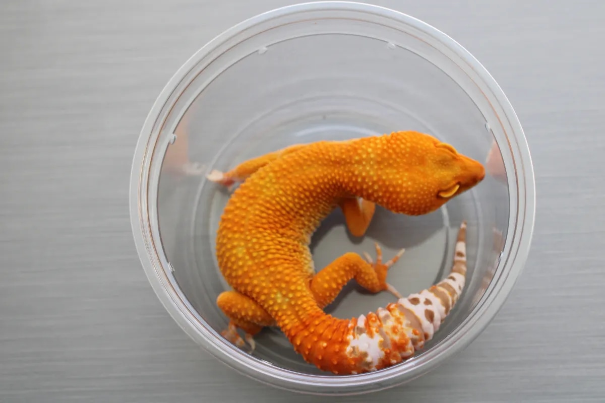 Tremper Sunglow Leopard Gecko by B&M Gecko - MorphMarket