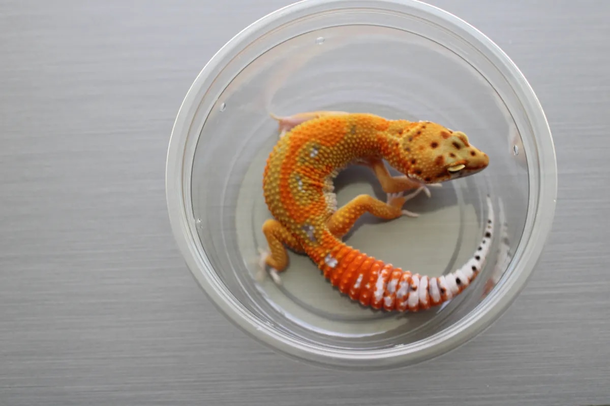 Red Diamond Cross Het Raptor Leopard Gecko by B&M Gecko - MorphMarket