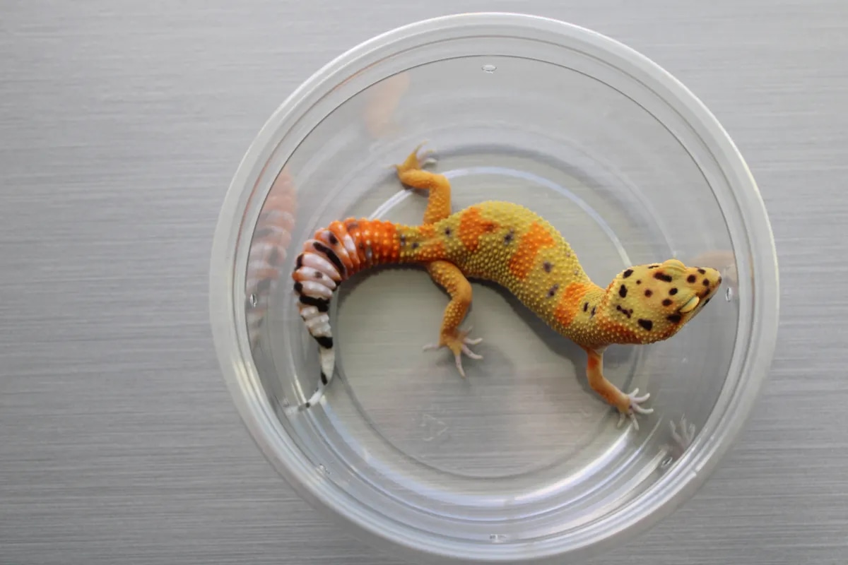 Clown Leopard Gecko by B&M Gecko - MorphMarket