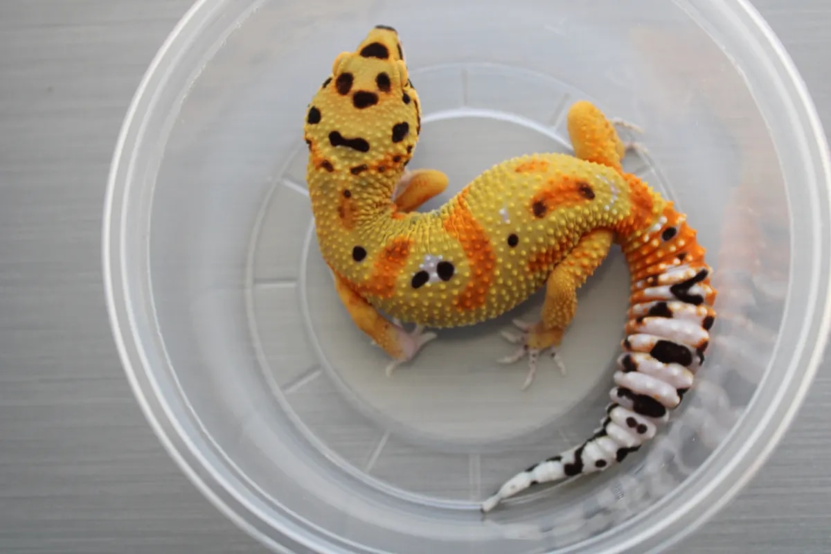 Clown Leopard Gecko by B&M Gecko - MorphMarket
