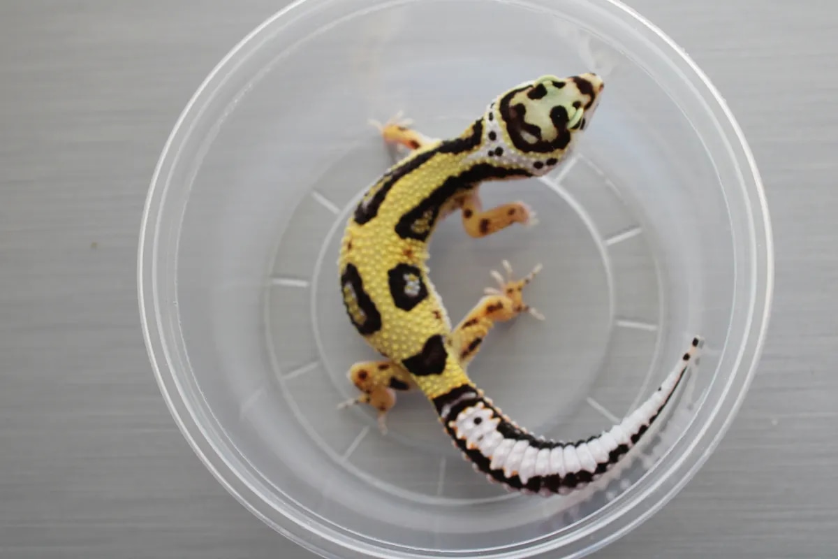 Bold Stripe Bandit 66% Het Tremper Albino Leopard Gecko by B&M Gecko ...