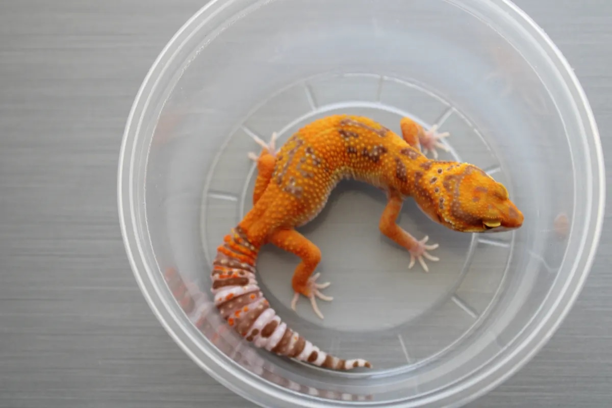 Tangerine Rainwater Albino 50% Het Patternless Leopard Gecko by B&M ...