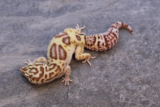 Cinnamon Eclipse Leopard Gecko by B&M Gecko