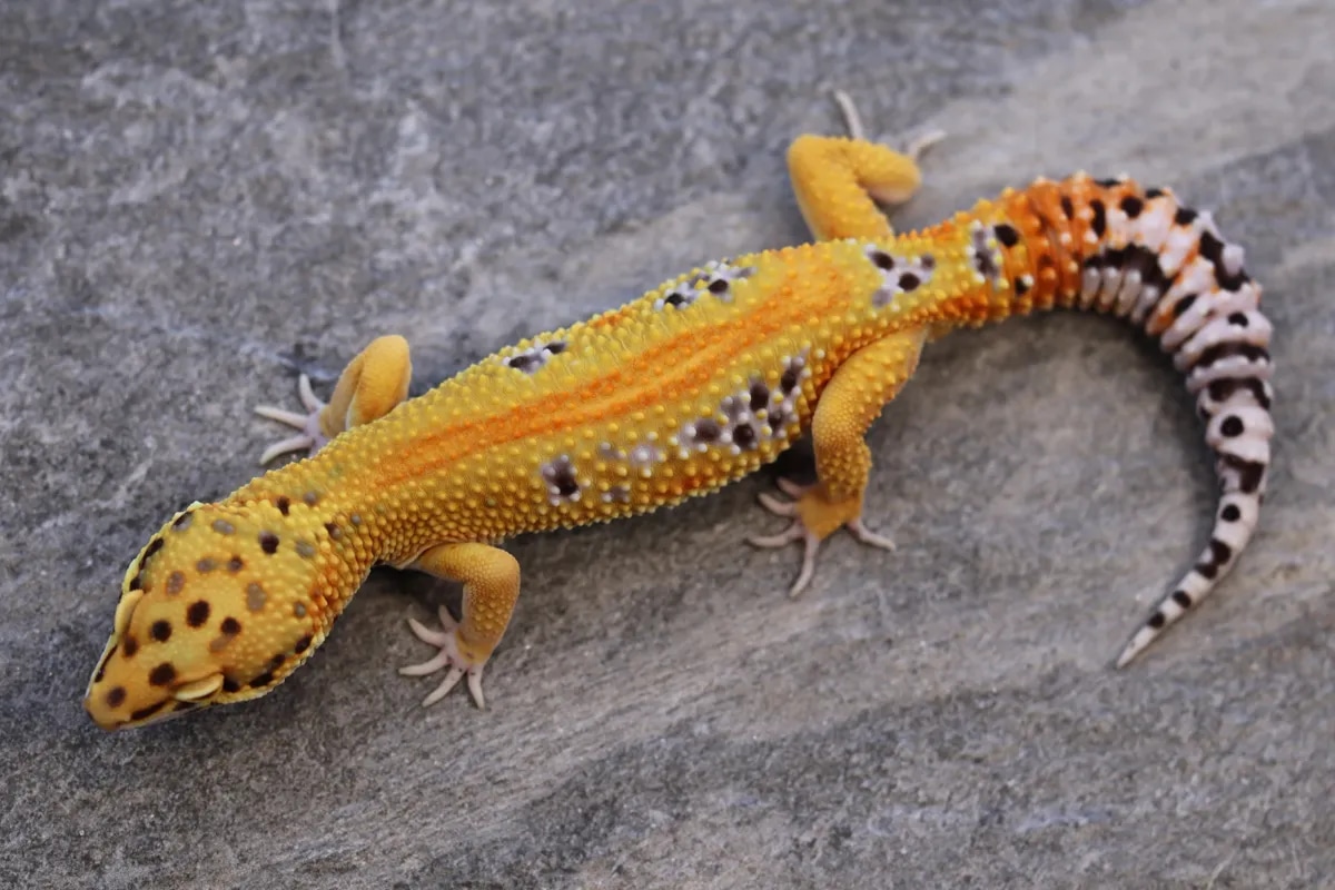 Clown Leopard Gecko by B&M Gecko - MorphMarket