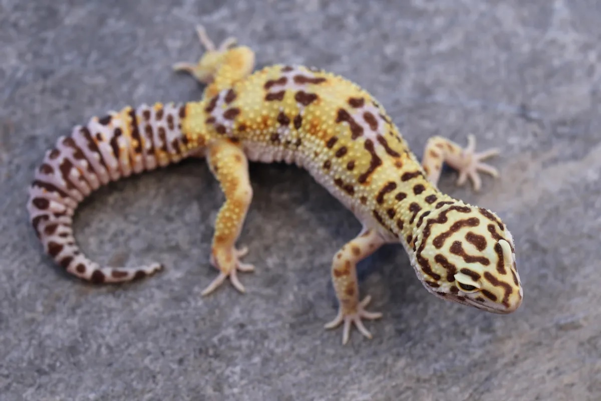 Cinnamon Bandit Leopard Gecko by B&M Gecko - MorphMarket