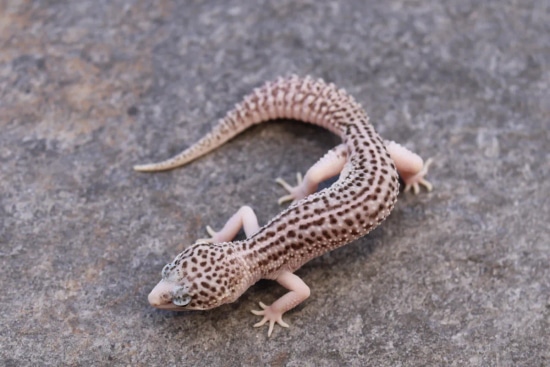 Galaxy Leopard Gecko by B&M Gecko