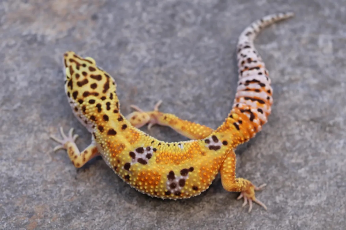 Clown X Rainbow Cross Leopard Gecko by B&M Gecko - MorphMarket