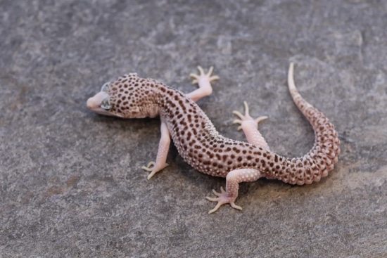 Galaxy Leopard Gecko by B&M Gecko