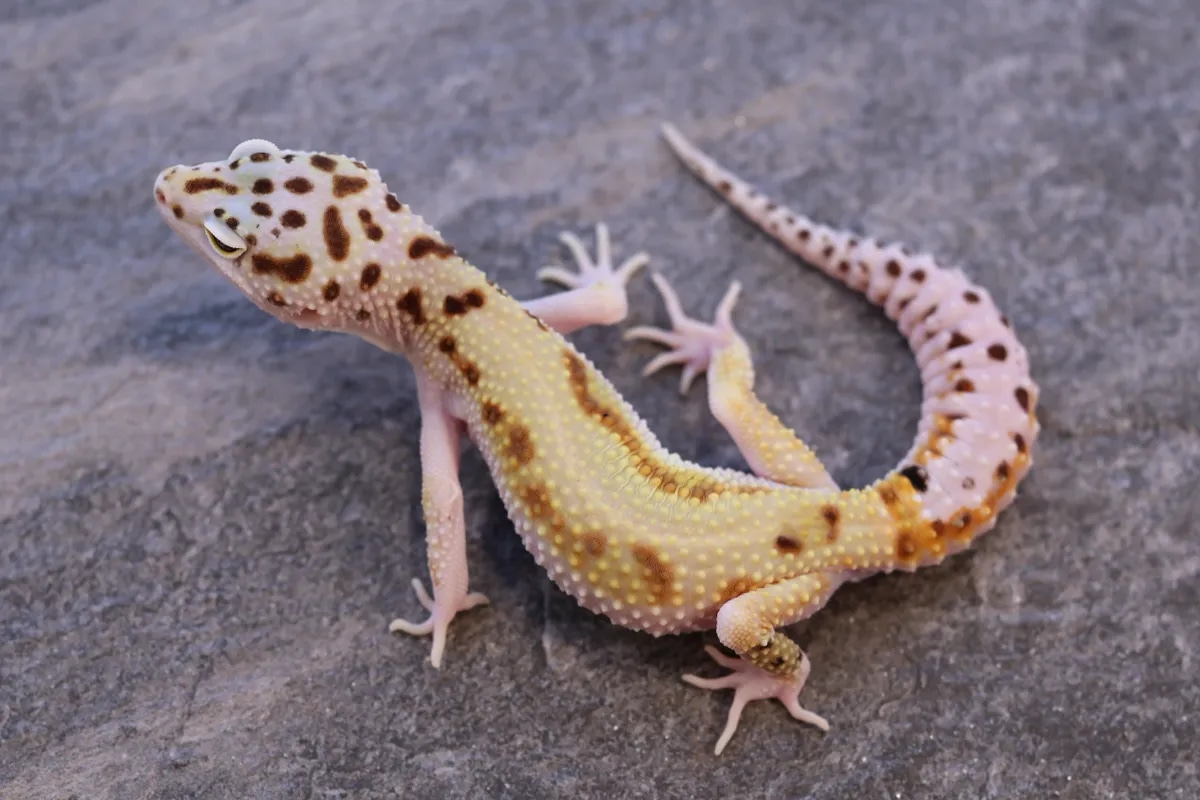Striped White And Yellow Het Raptor Leopard Gecko by B&M Gecko ...