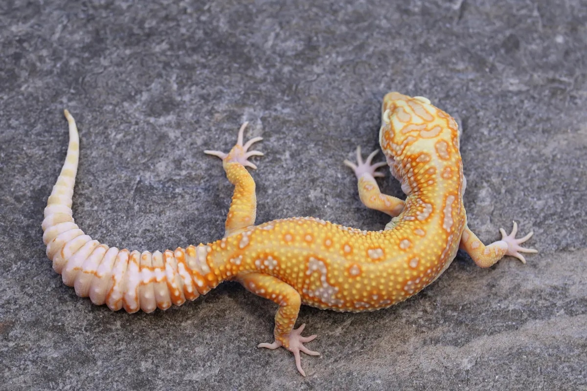 W/Y Gem Snow Tremper Albino Leopard Gecko by B&M Gecko - MorphMarket