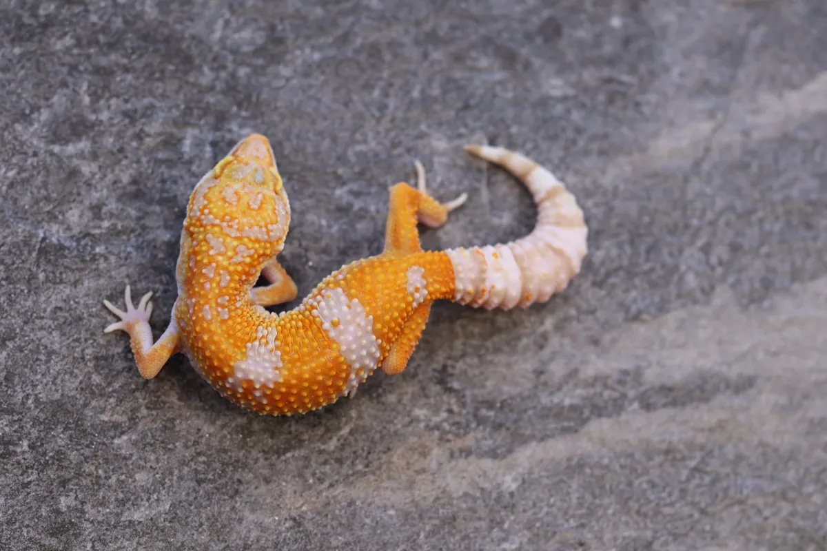 Tangelo Leopard Gecko by B&M Gecko - MorphMarket