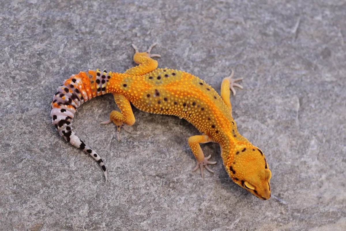 Black Blood X Red Diamond Leopard Gecko by B&M Gecko - MorphMarket