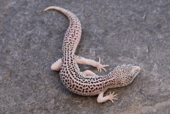 Galaxy Leopard Gecko by B&M Gecko