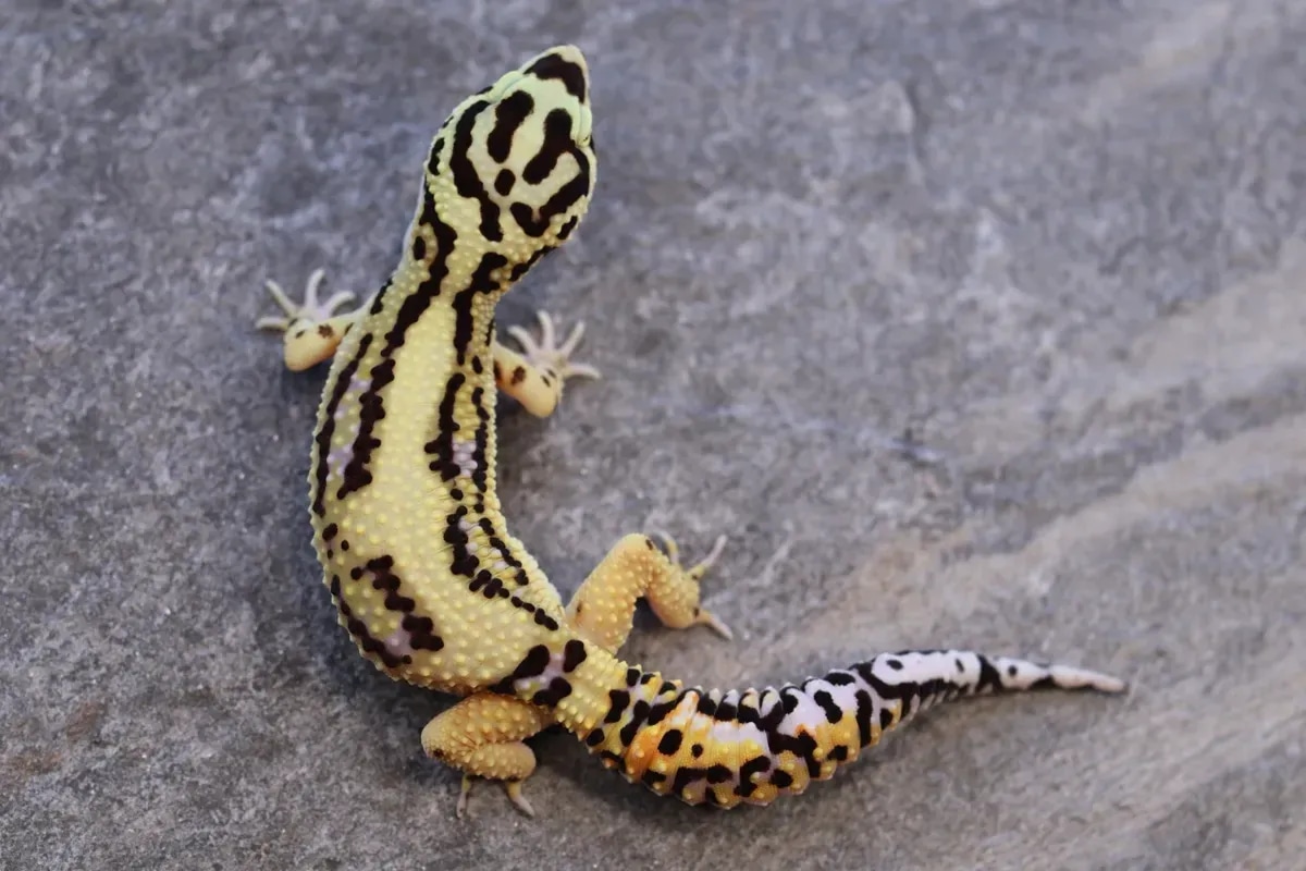 Extreme Bold Leopard Gecko by B&M Gecko - MorphMarket