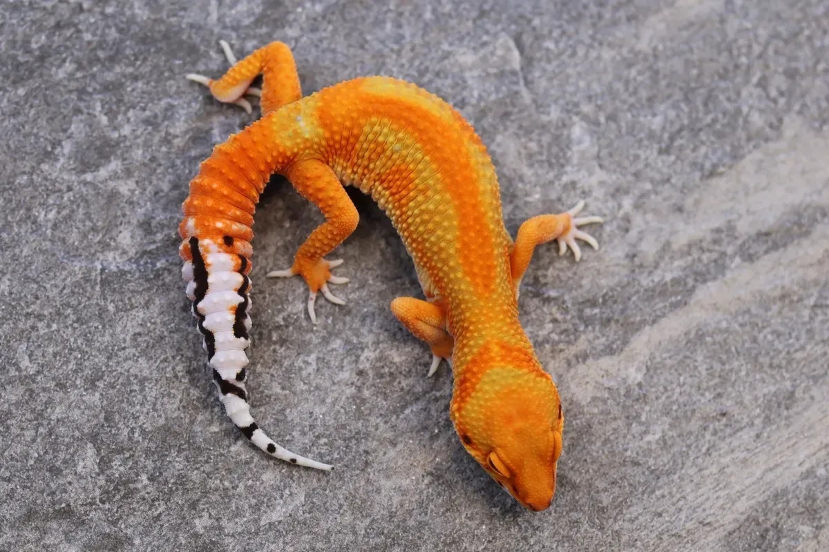 Tangerine Het Bell Albino Leopard Gecko by B&M Gecko - MorphMarket