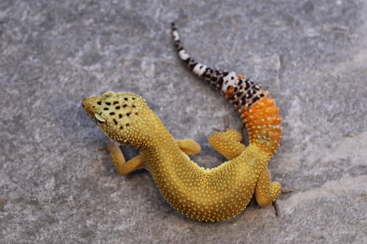 Melanistic Tangerine Leopard Gecko by B&M Gecko - MorphMarket